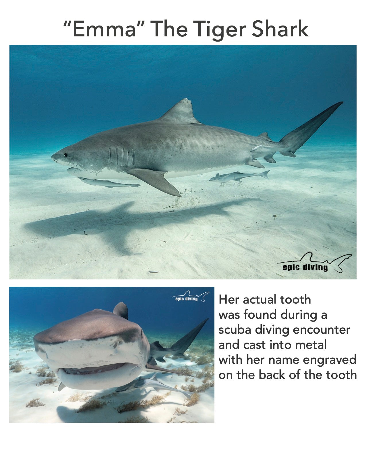 “Emma” Tiger Shark Tooth Necklace – Shoreline Collection - Bronze on C