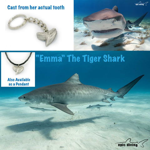 Shark Tooth Keychain, Shark Tooth Key Ring, Tiger Shark Tooth Keychain ...